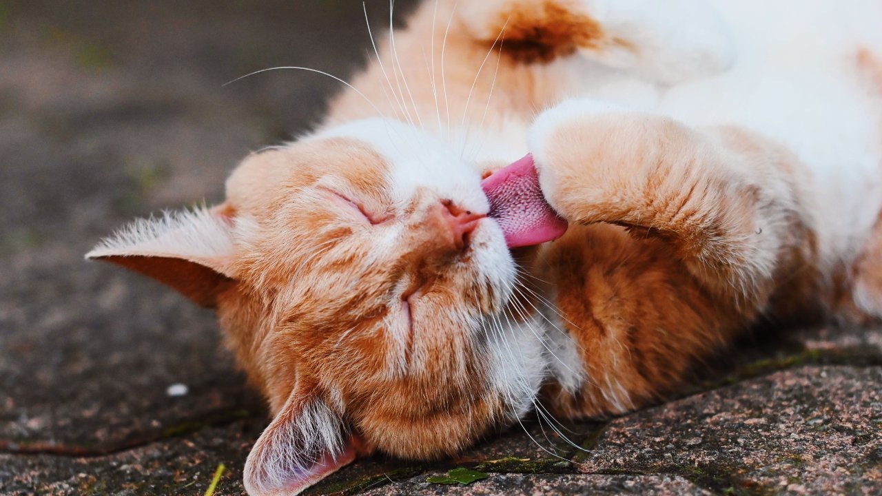 Male Cats 101 | Behavior, Personality & Traits of Male Cats – OutdoorBengal