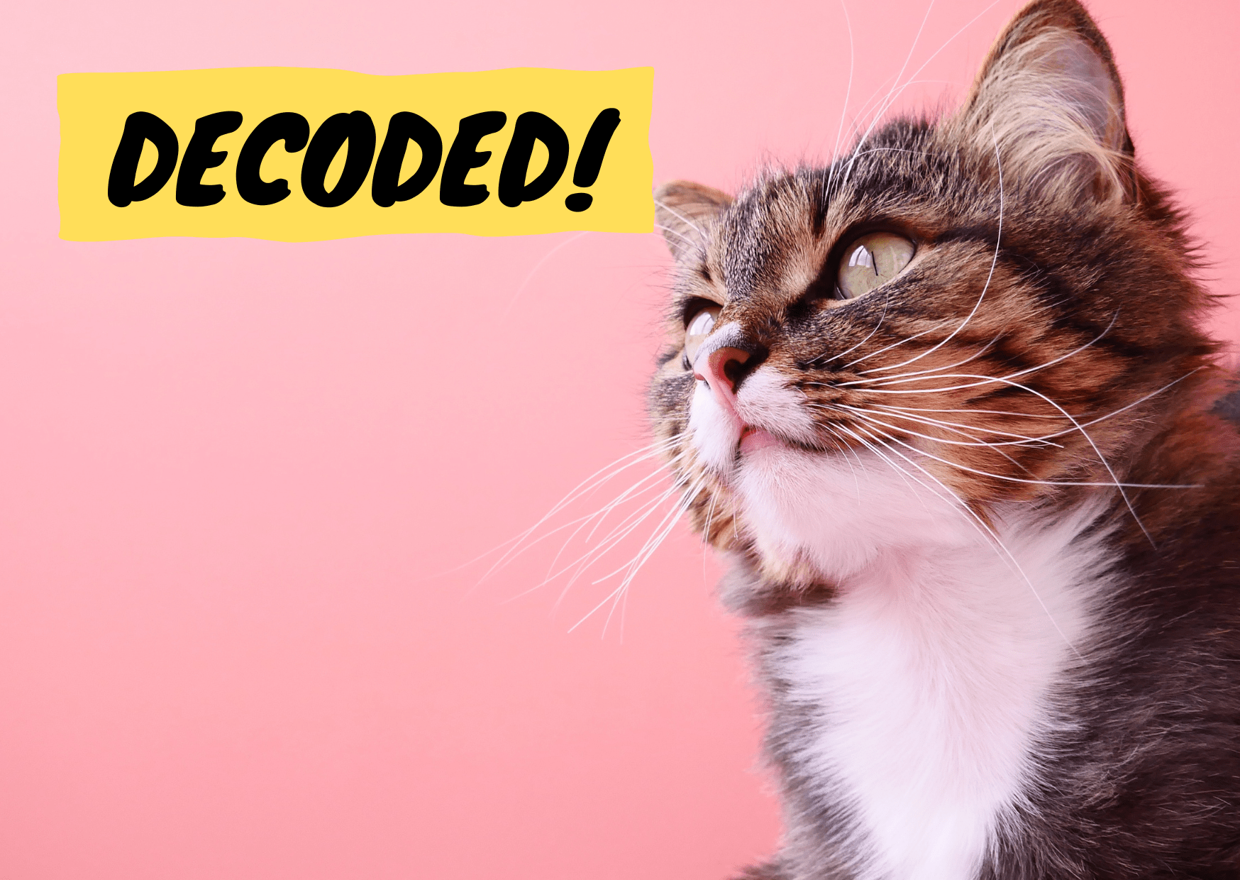 Checking Your Cat's Urine: Understand Your Feline's Health – OutdoorBengal