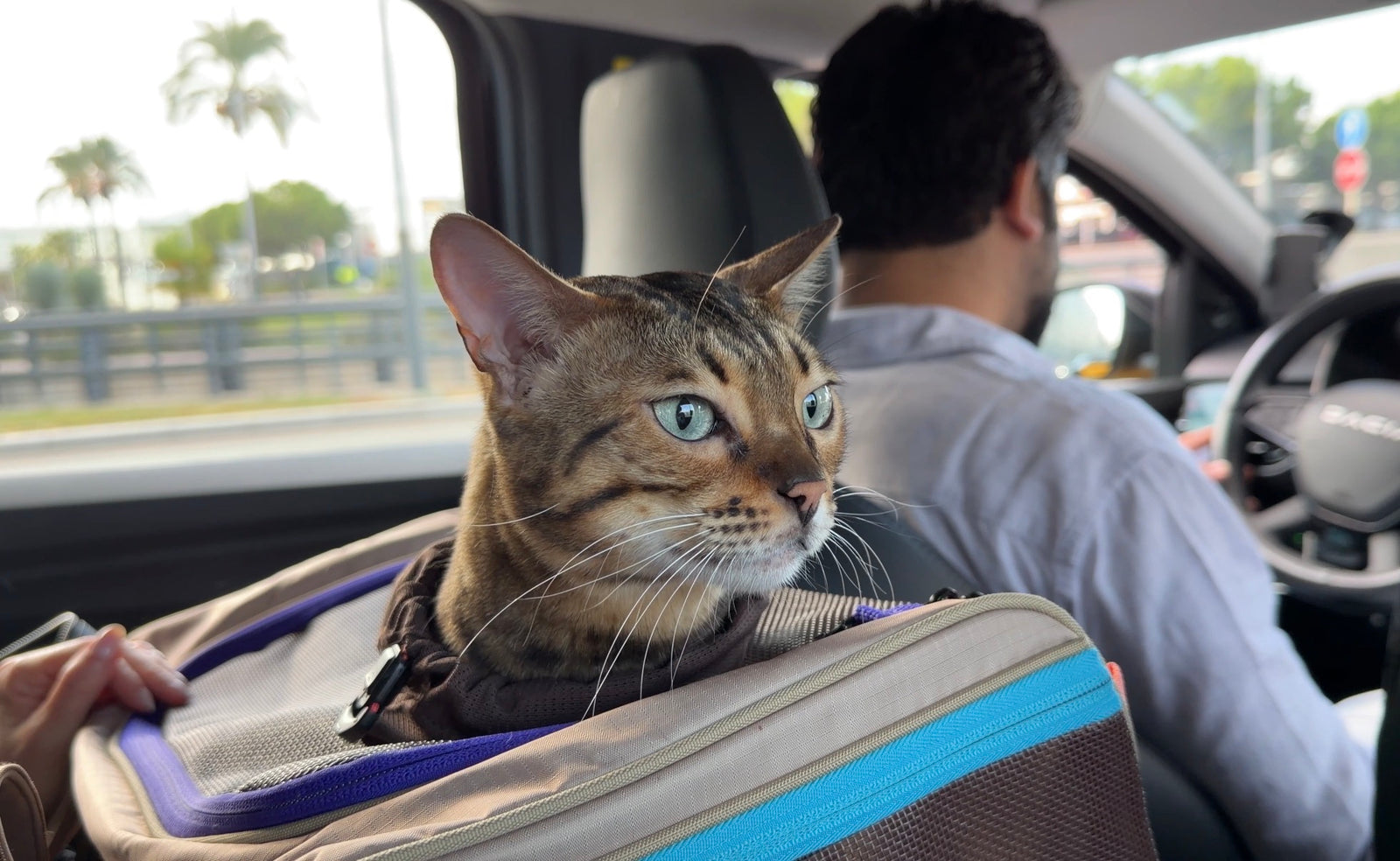 The Cat Carrier With Head Hole - ZEPPELIN™ – OutdoorBengal