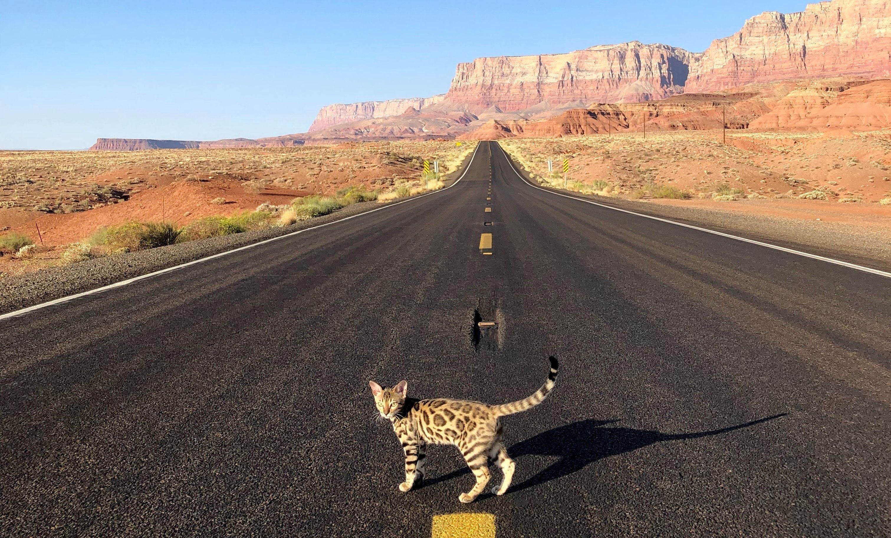 Stop Your Cat from Begging for Food (Vet Recommends) – OutdoorBengal